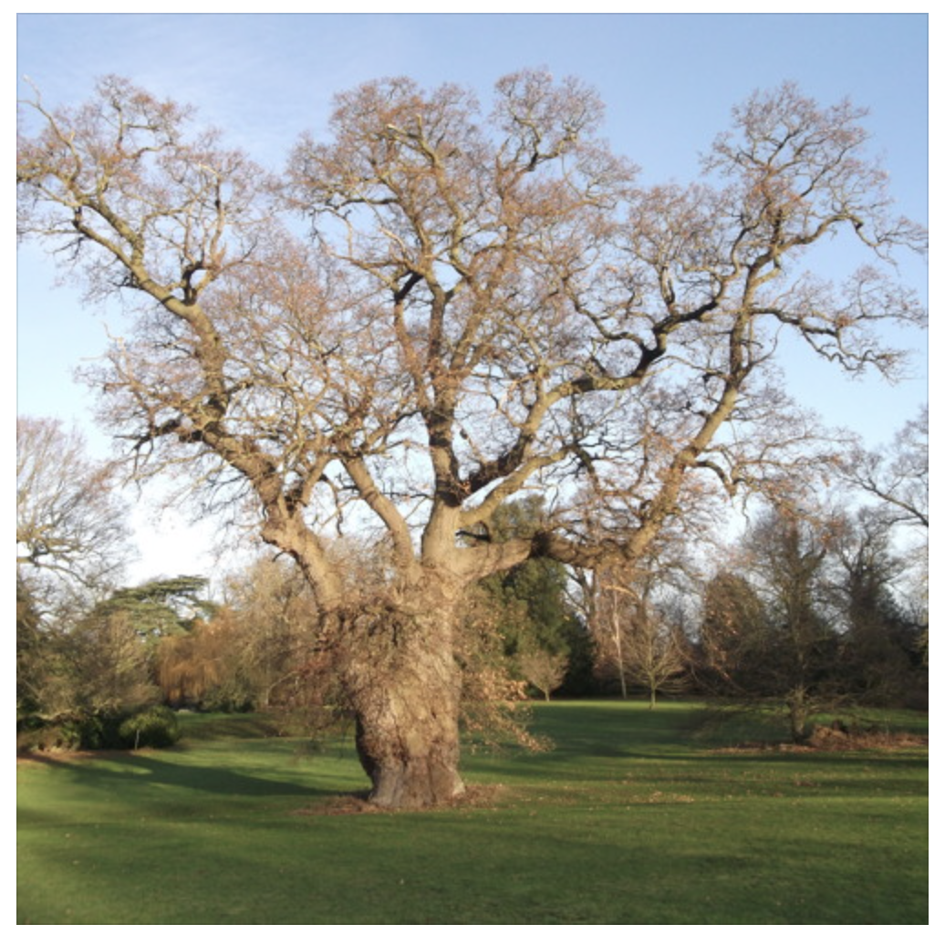 Goodbye Beautiful Oak - (non-verbal vocal, tambura, yearning ...